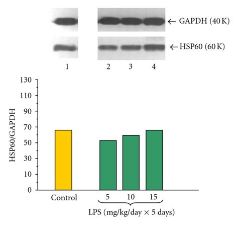 Western Blot Analysis Of Hsp60 Protein Level In The Adult Rat
