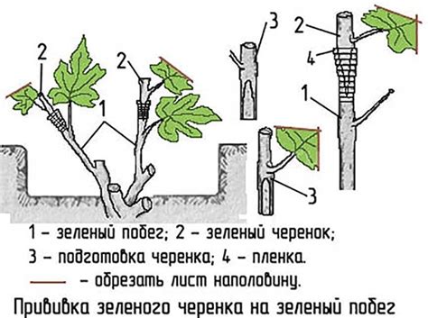 Размножение винограда черенками — ЭКО МАСТЕРА