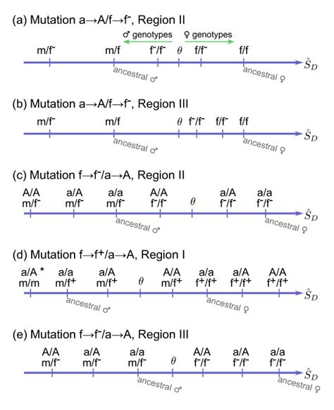 D Locus Expression And Sex In These Examples We Illustrate How