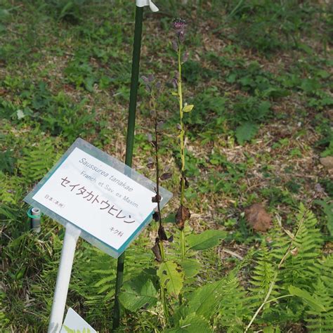 Saussurea Tanakae