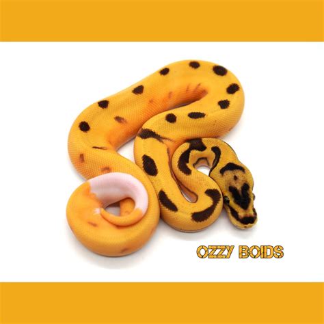 Enchi Fire Ball Python