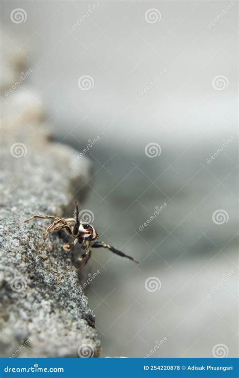This Is A Macro Photo Of A Spider Spider Macro Photo Jumping Spider