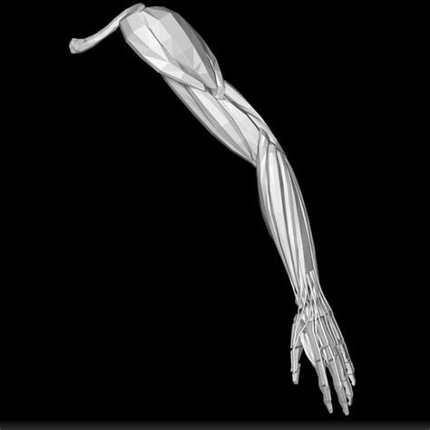 Arquivo Stl Arm Anatomy Model Human Arm Stl Anatomy 3d Print