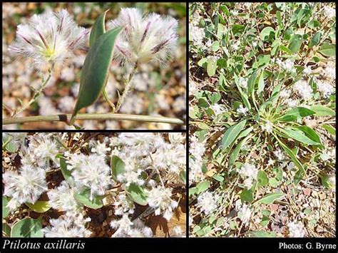 Photograph Ptilotus Axillaris Benth F Muell Florabase