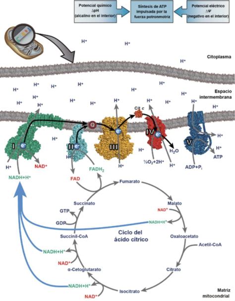 Diagrama De Fosforilación Oxidativa Quizlet