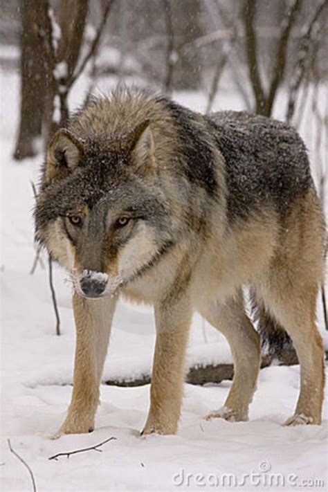 Canis Lupus Orion