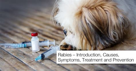Rabies Introduction Causes Symptoms Treatment And Prevention