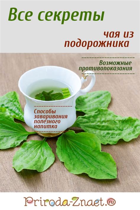 Чай из подорожника польза и вред