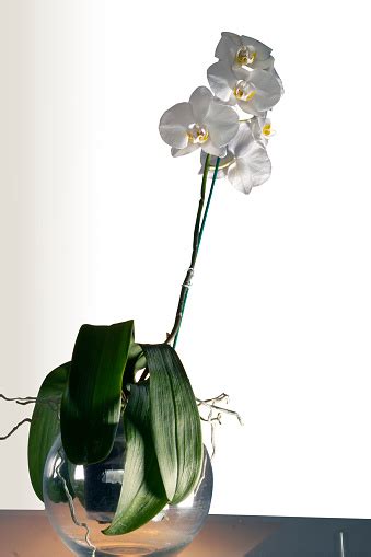 멕시코 시티에서 긴 녹색 잎과 뿌리의 기초와 여섯 흰 난초와 꽃 봉 오리와 로드 난과 식물에 대한 스톡 사진 및 기타 이미지 난과 식물 0명 개화기 Istock