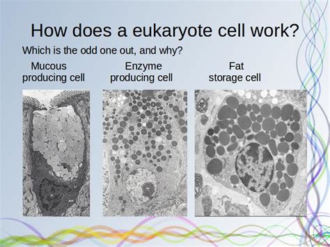 Ultrastructure Of Cells 1 2