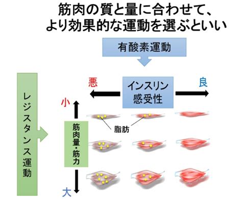食べない、運動しない「若い女性のやせ」に潜む糖尿病リスク（4ページ目）｜beyond Health｜ビヨンドヘルス