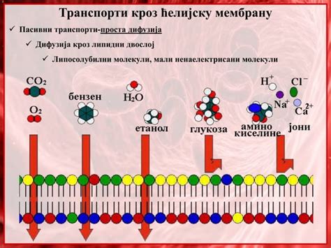 9 Gradja I Uloge Celijske Membrane Pptx