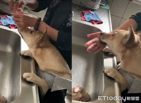 阿嬤煮的肉好香！貪吃狗驚醒衝去流理台「趴著關心」：涼了沒？ Ettoday寵物雲 Ettoday新聞雲