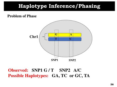 Ppt Leveraging Haplotype Based Genomic Selection For Precision Plant Breeding Powerpoint