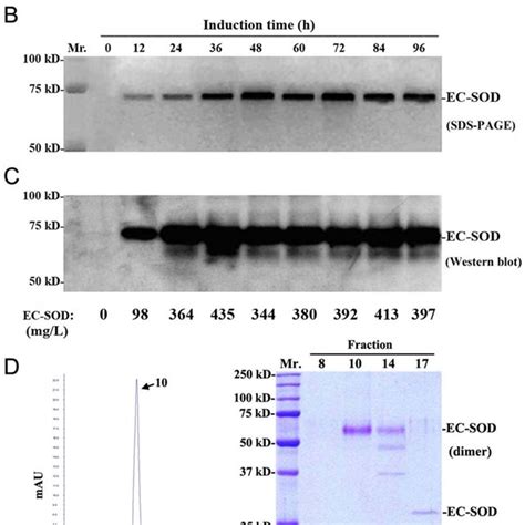 A Structure Of The P Pastoris α Factor Human Ec Sod Secretion