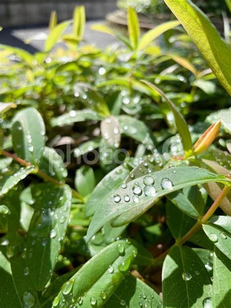 雨上がり No 26593016｜写真素材なら「写真ac」無料（フリー）ダウンロードok