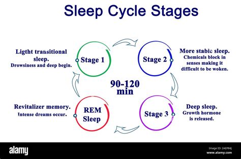 Sleep Cycle Stages Stock Photo Alamy