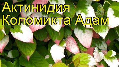 Актинидия коломикта Адам (Adam). Краткий обзор, описание характеристик ...