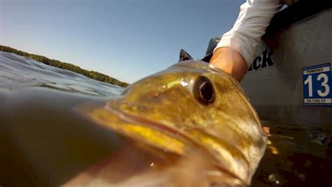 Summertime Smallies Fish Pittsburgh
