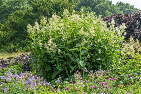 Polygonum Polymorphum Johanniswolke Busch Knöterich Staudenflieder