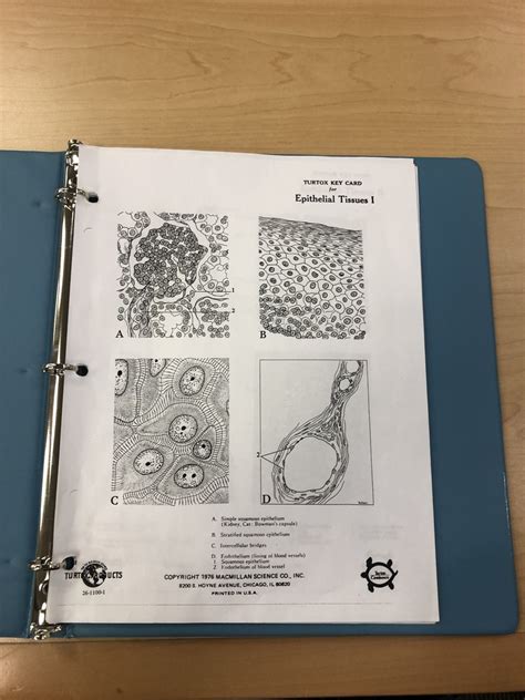 Connective And Epithelial Diagrams Diagram Quizlet