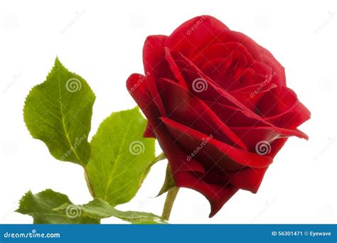 Rosa Rossa Fuoco Molle Immagine Stock Immagine Di Floreale 56301471