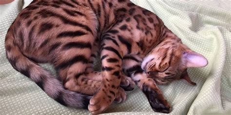 Bengals Embrace Is Regional Bengal Cattery In New York Bring Home A