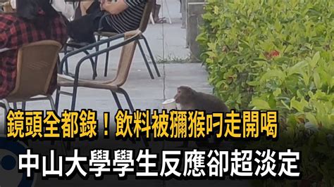 鏡頭全都錄！飲料被獼猴叼走開喝 中山大學學生反應卻超淡定－民視新聞 Youtube