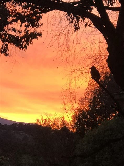 This Was Just Too Good To Let It Go By It Was In My Front Yard This