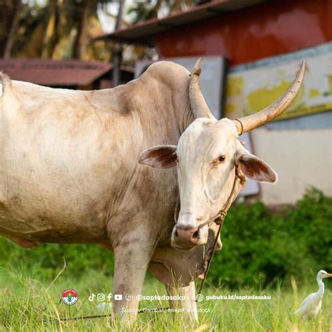 Cara Efektif Mengatasi Penyakit Sapi Ngorok Ini Caranya Gubuku