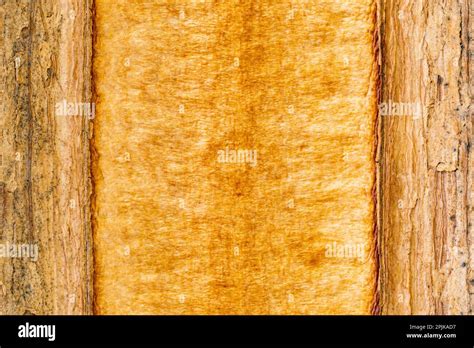 Top View Or Flat Lay Closeup Texture Of Inner Dry Old Empty Tree Seed
