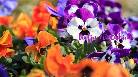 Gavez Mast 100 Prirodna Mast Krema Od Gaveza I Ljekovitih Trava Divlja Maćuhica