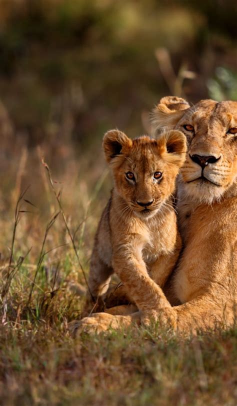 Amboseli National Park Home To The Majestic Elephants