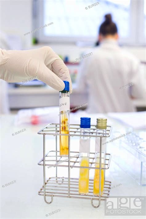 Trichophyton Culture In Test Tubes Microbiology Laboratory Stock