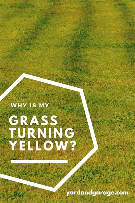 Why Is My Grass Turning Yellow Yard And Garage