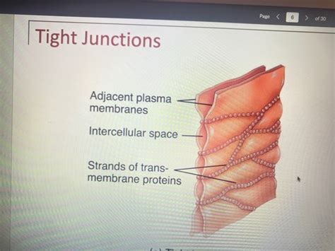 Junctions Flashcards Quizlet
