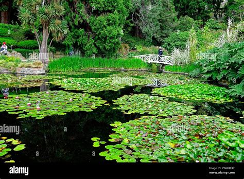 Royal Tasmanian Botanical Gardens Pond Hobart Tasmania Australia Stock
