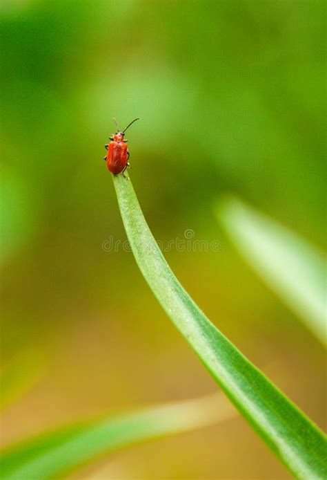 Vertex Stock Image Image Of Blade Awakening Green 147870511