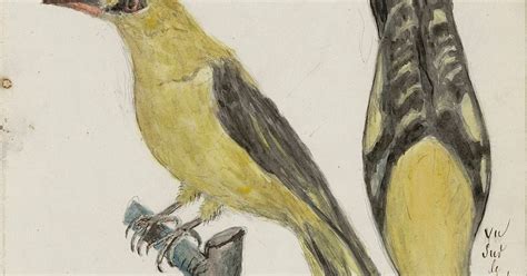 Alluvions 194 313 Le Loriot Jaune Sait Très Bien Se Tenir