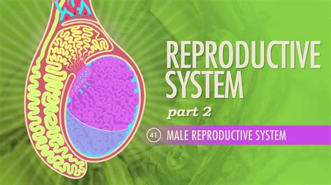 Aandp 41 Reproductive System Part 2 Male Crashcourse Accredicity A