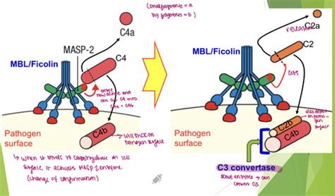 Liu Cvm Immunology Exam 2 Flashcards Quizlet
