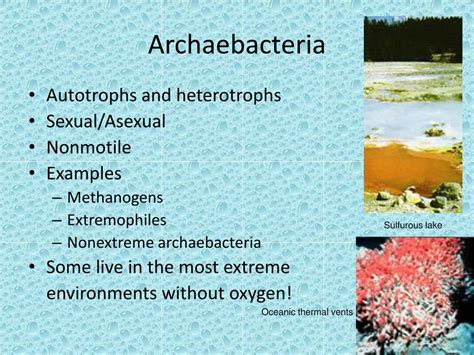 Archaea Definition And Examples Biology Online Dictionary