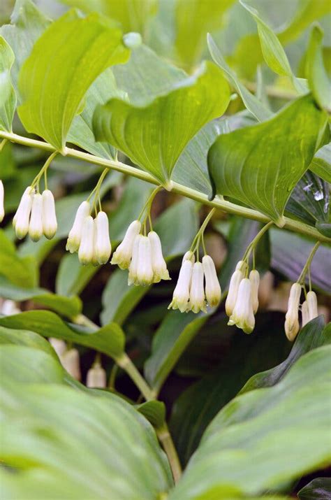 Extinct Plants In The World Species New To Science [botany • 2020]