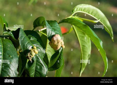 Peach Tree Leaves Showing Signs Of Leaf Curl Disease A Common Fungal