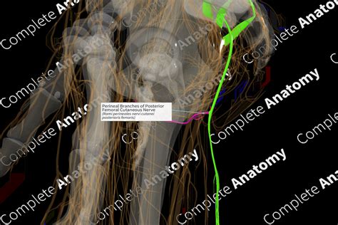 Perineal Branches Of Posterior Femoral Cutaneous Nerve Right