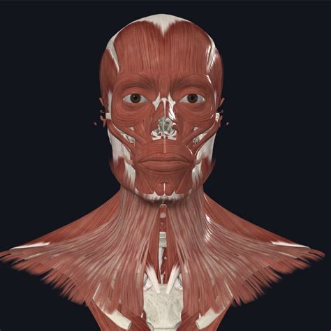 Superfical Facial Muscles Diagram Quizlet