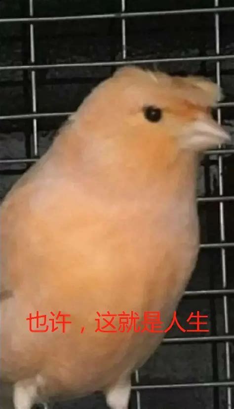 《中国奇谭》第一集就把我看哭了。。。 Nga玩家社区