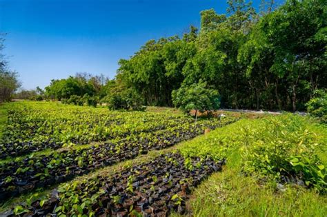 Dr Vinay Prakash On Linkedin Worldenvironmentday 38 Comments