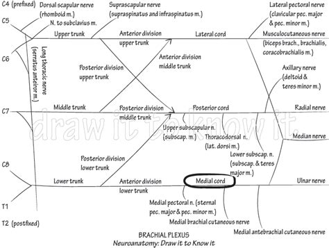 Gross Anatomy Glossary Brachial Plexus Cord Medial Cord Ditki