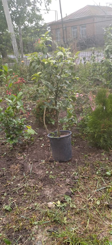 ხატიას სანერგე ხატიას სანერგე ტყვიავში 593907143